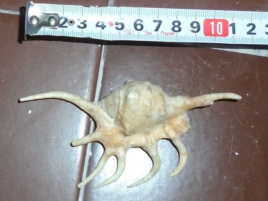 Ракушка Lambis crocata