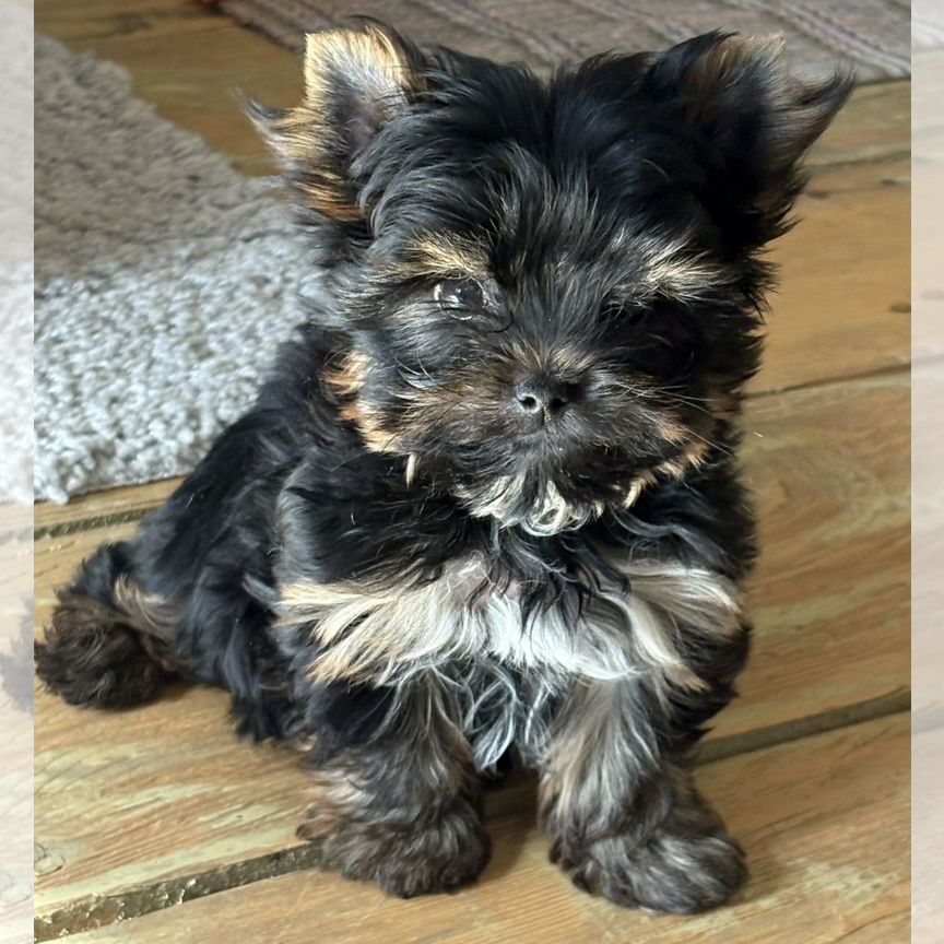 Йоркширский терьер, щенок