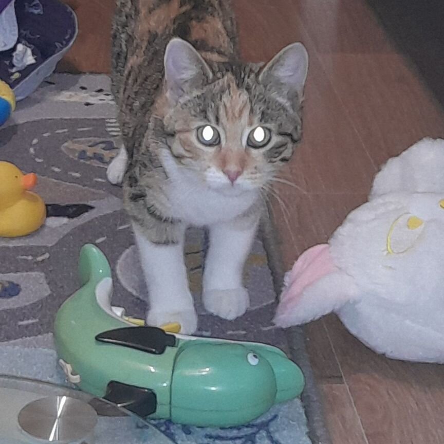 Котенок