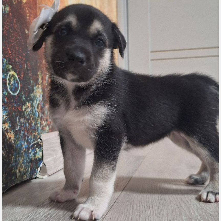 Щинята в добрые руки