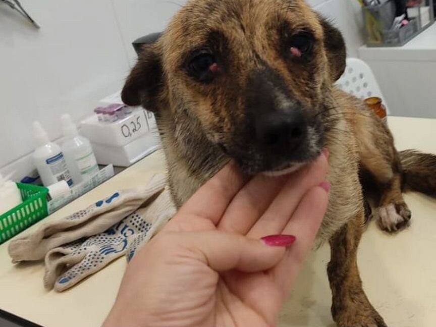 Маленькая собака