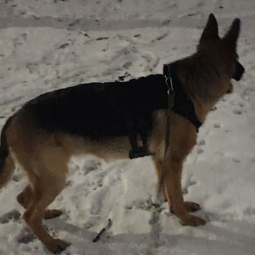 Щенок - подросток немецкой овчарки