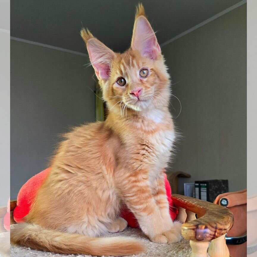 Мейн-кун котёнок