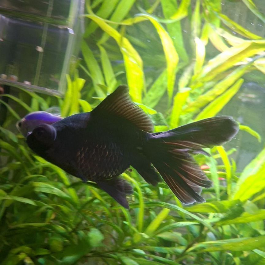 Рыба Телескоп черный