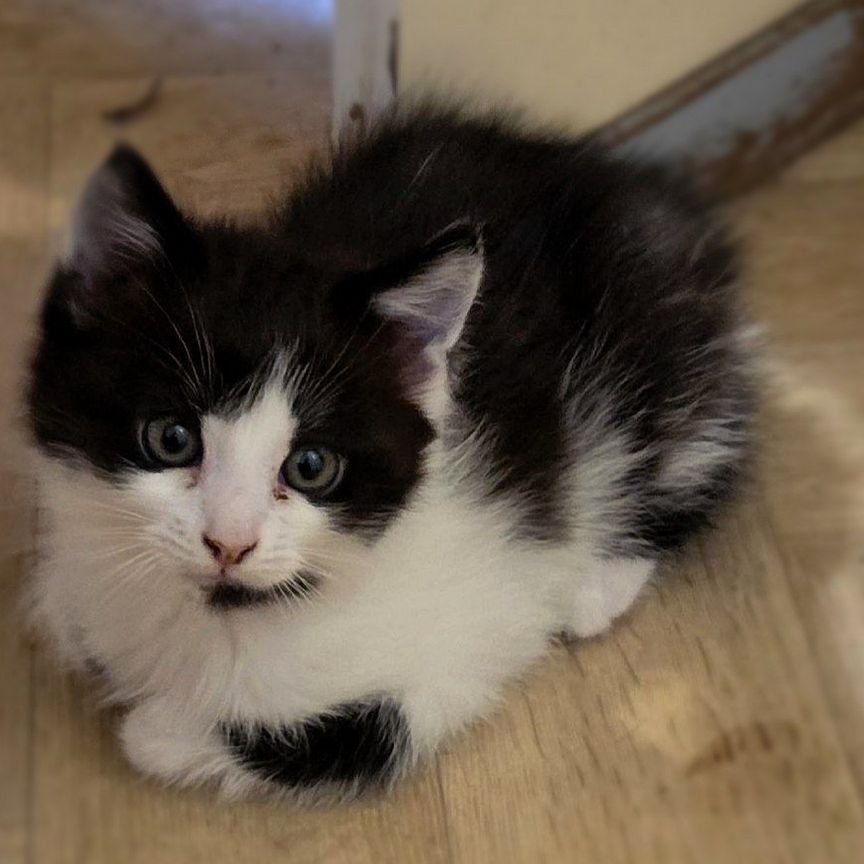 Котёнок в добрые руки