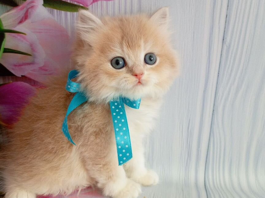 Шотландский мальчик лиловое золото