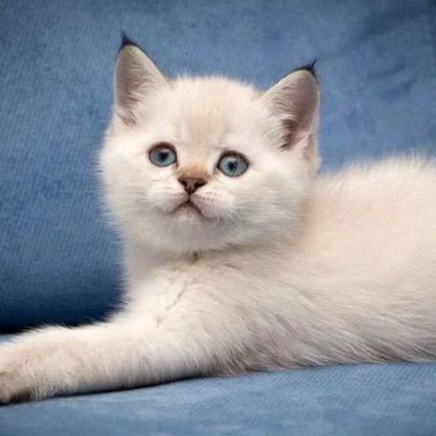 Котята