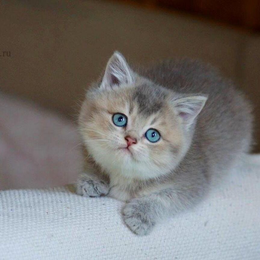 Британские котята