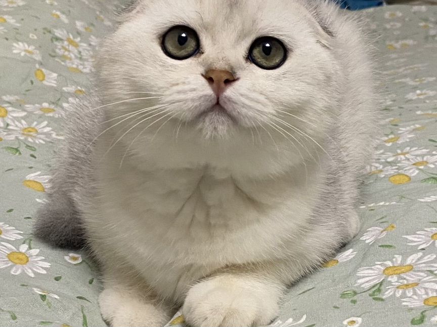 Шотланлская кошечка ns 12 в разведение