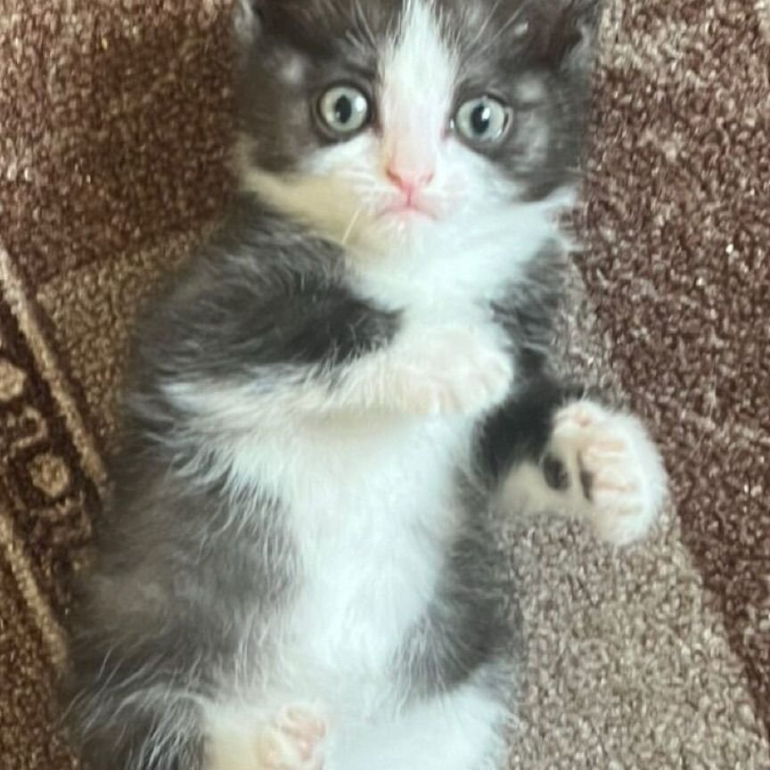 Котята в добрые руки бесплатно приучены к лотку