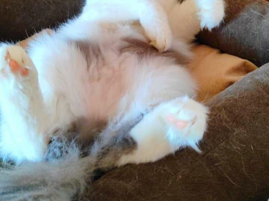 Смешная Фифа