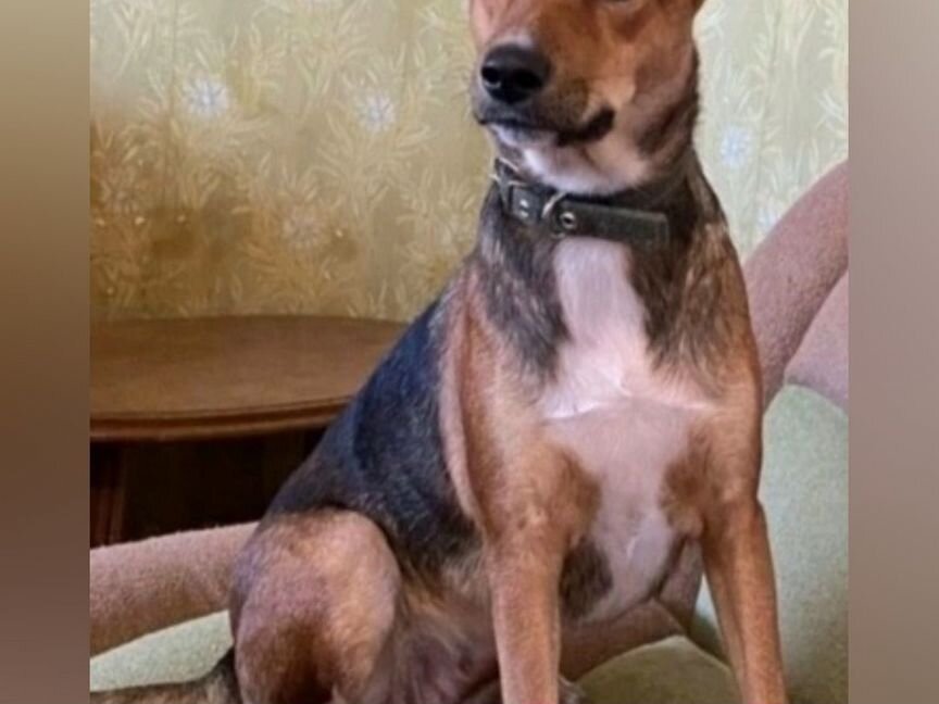 Соьака в добрые руки