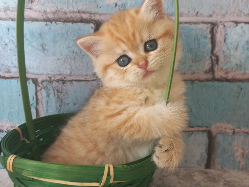 Британские котята золотая шиншилла