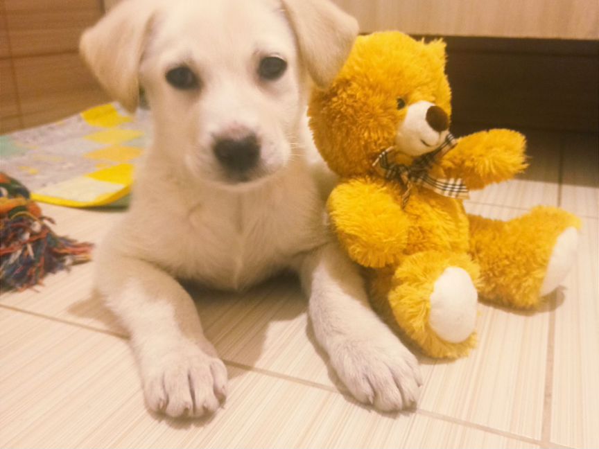 Белый щеночек