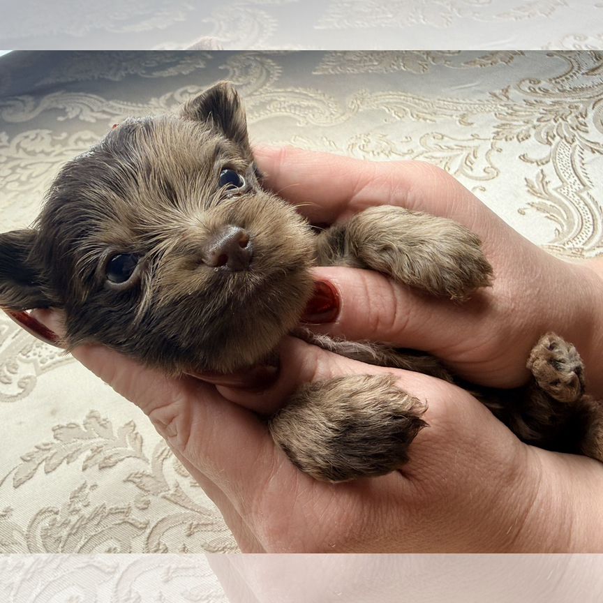 Йоркширский терьер, щенок