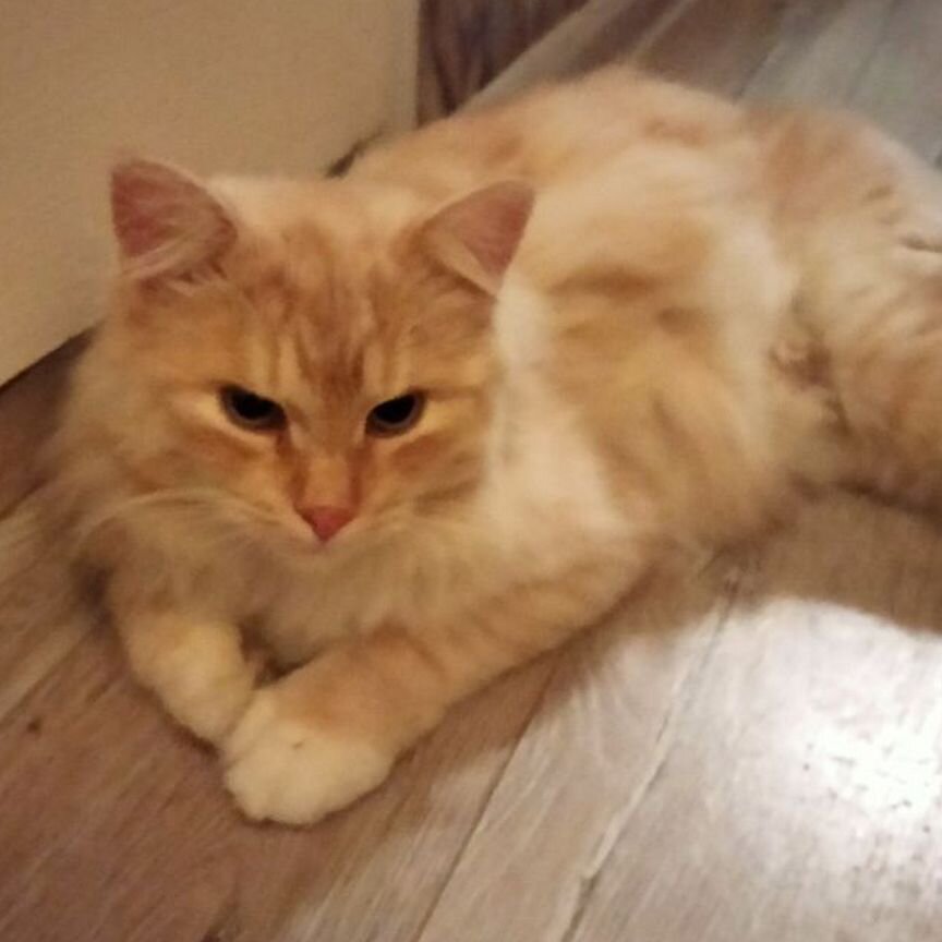 Котик Люсик ищет дом