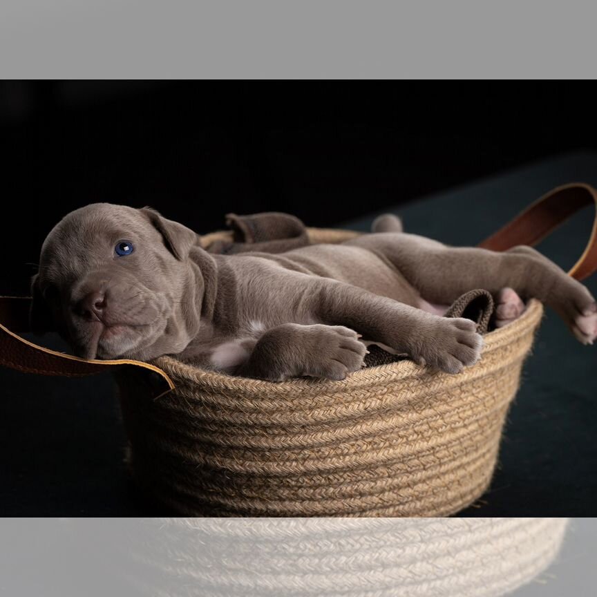 Американский питбультерьер, щенок