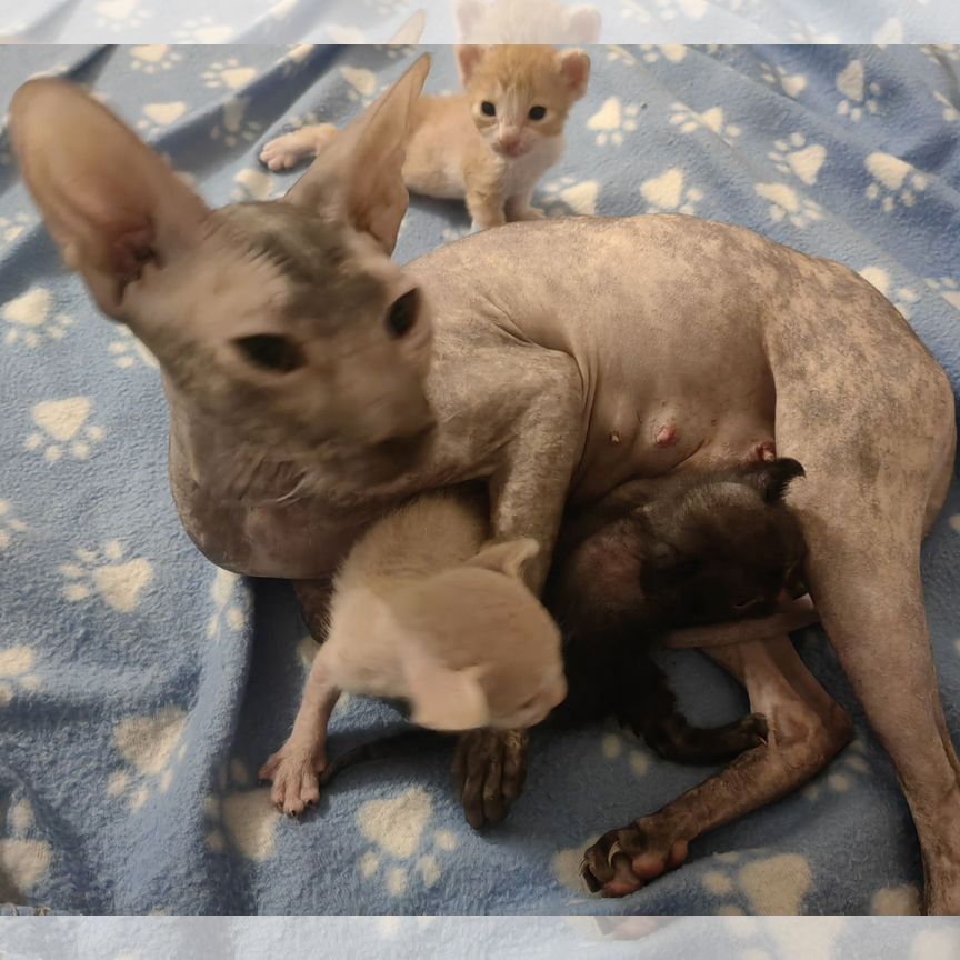 Котята от сфинкса