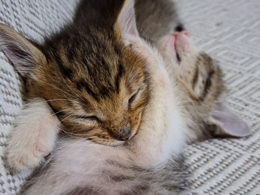 Котята ищут дом