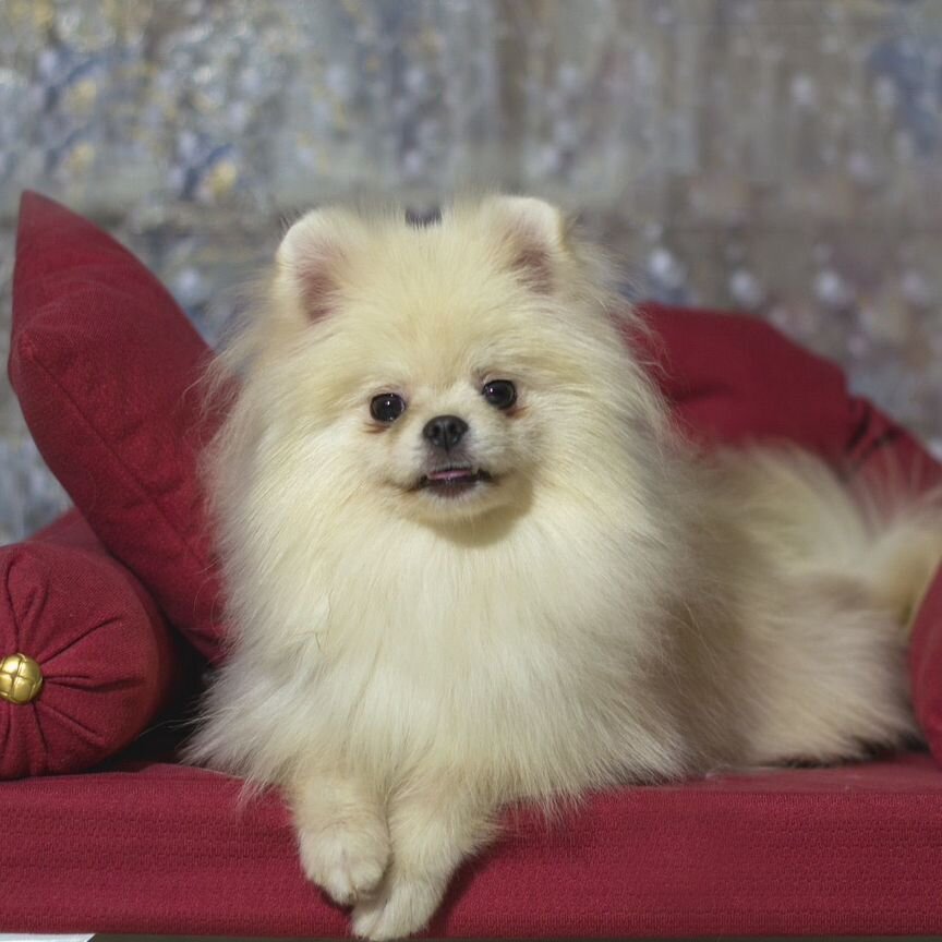 Шпиц мальчик крем