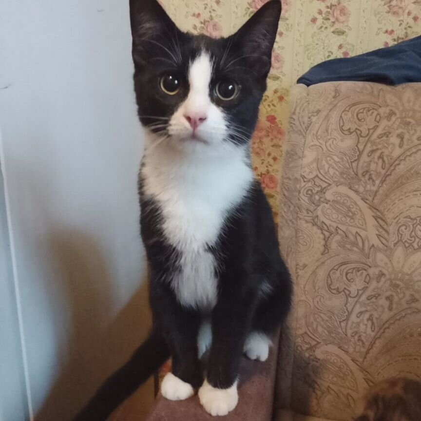 Отдам кота в добрые руки.Возраст 6 месяцев