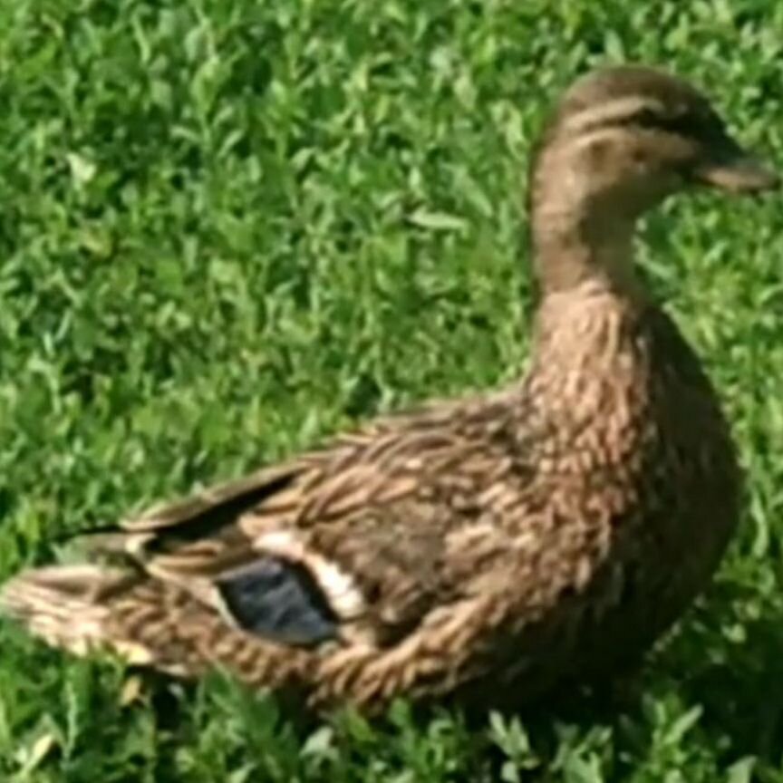 Подсадные короткоклювые утки для охоты