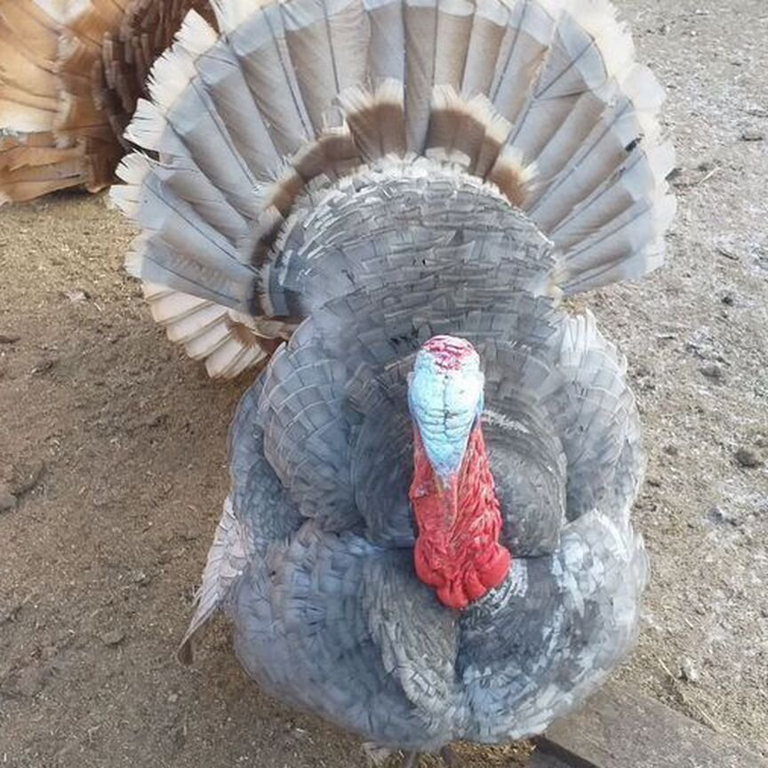 Индюк на племя