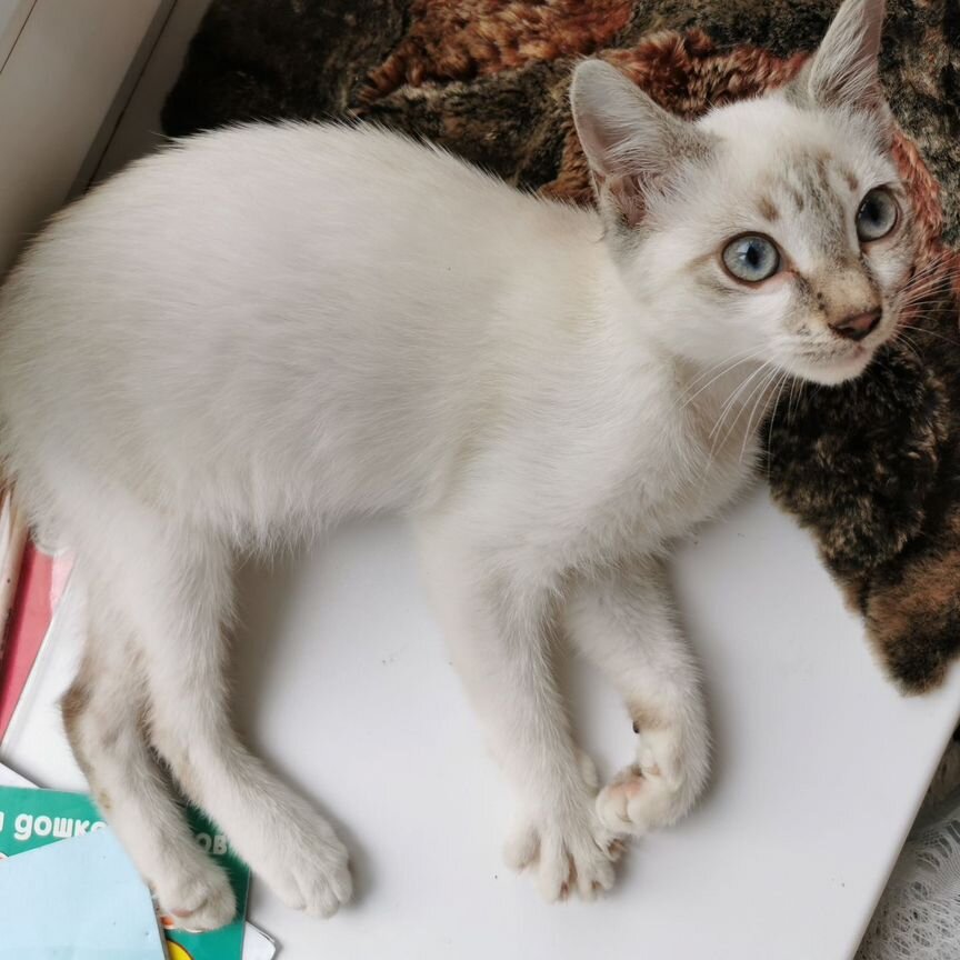 Котенок породы бурманская