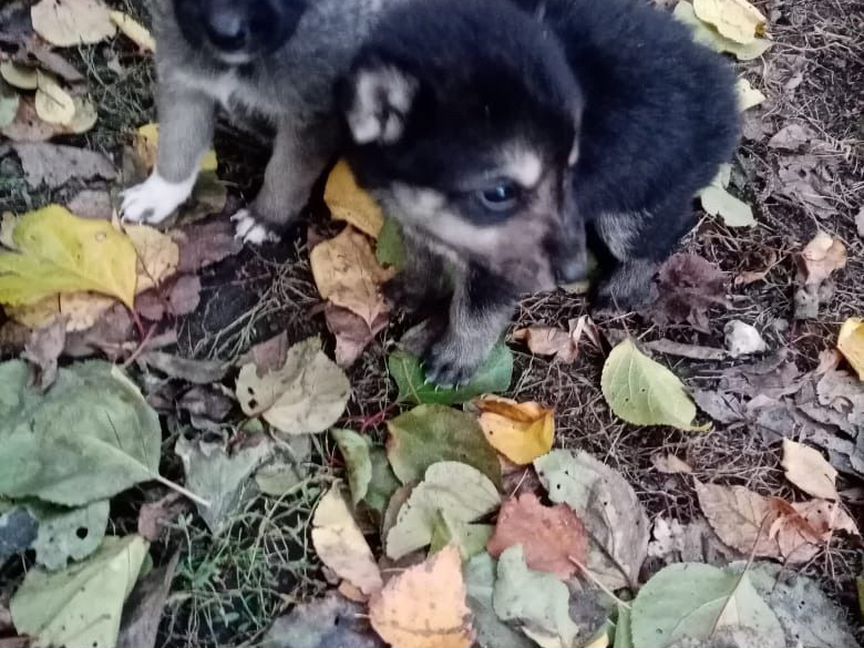 Щенки бесплатно