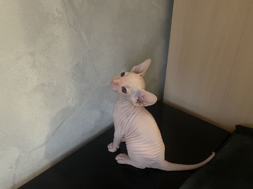 Котята сфинкс