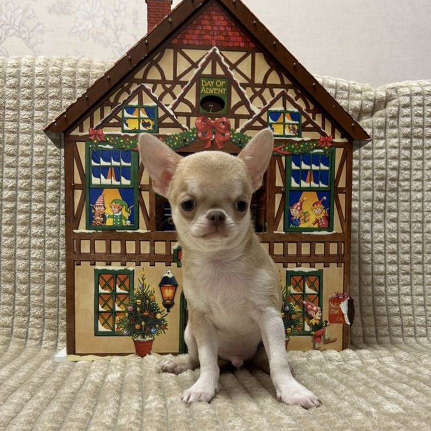 Чихуахуа, щенок