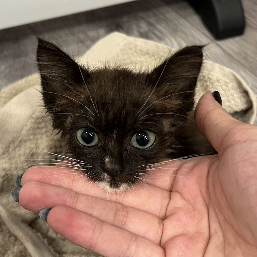 Котенок