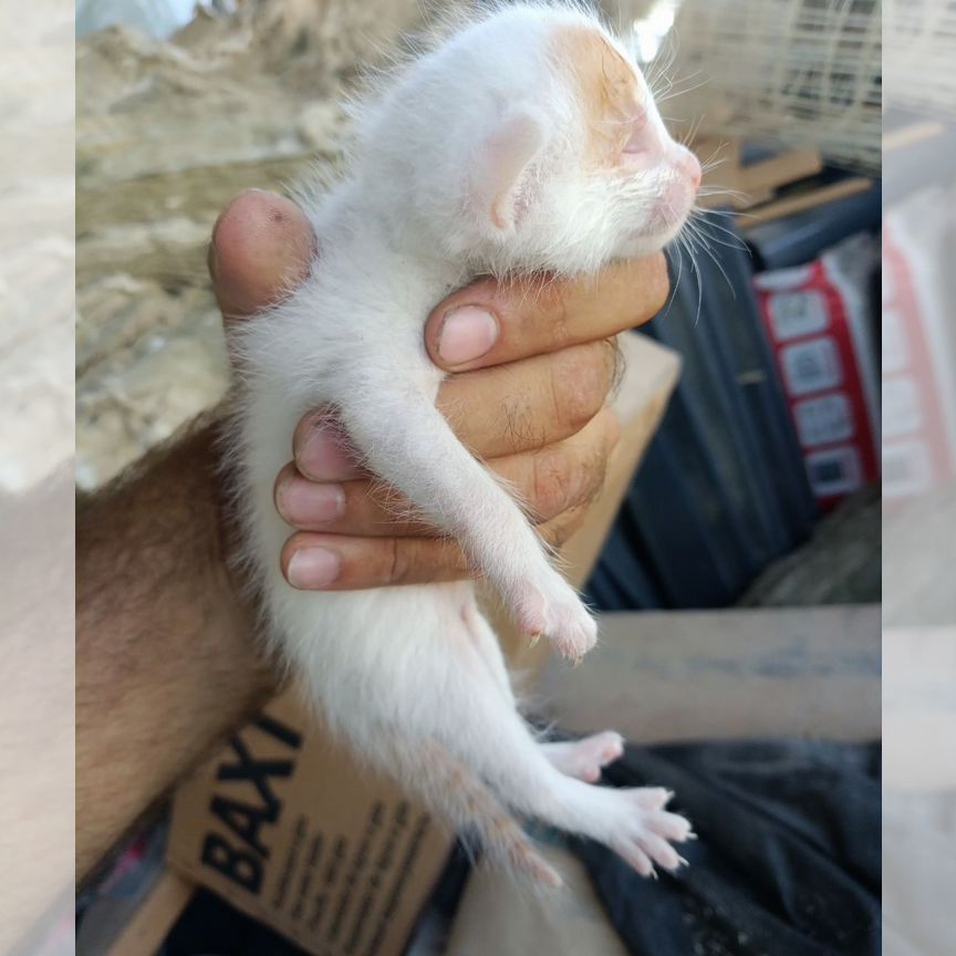 Котёнок в добрые руки