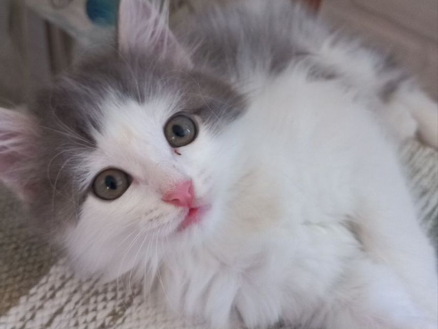 Котята « Сибирские» бесплатно