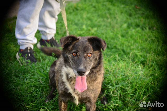 Собака бесплатно