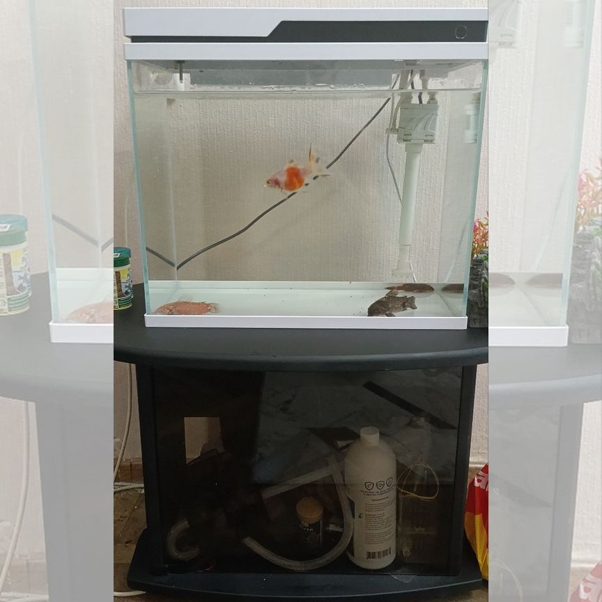 Аквариум с рыбками