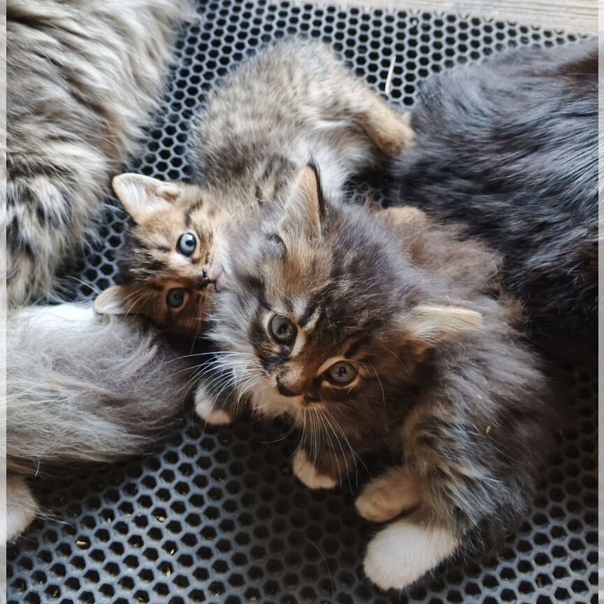 Котята от частного владельца