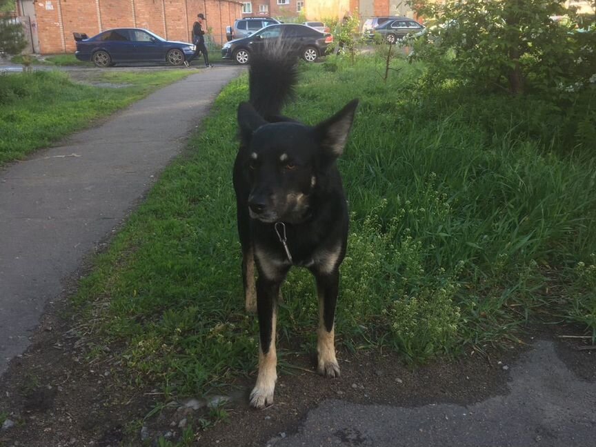 Найдена собака