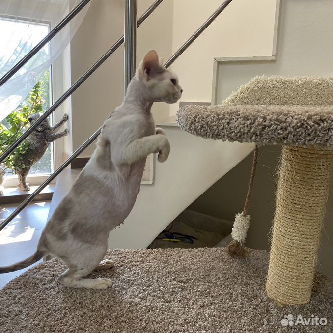 Девон рекс Голубоглазая Янина отдам