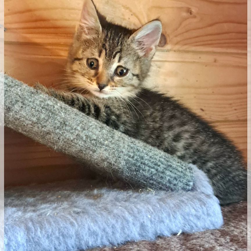 Милая малышка котёнок ищет мам и пап