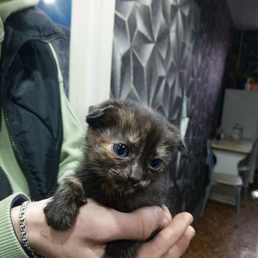 Пристраивается в добрые руки