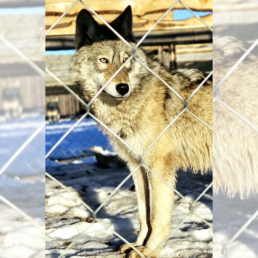 Американский вольфдог