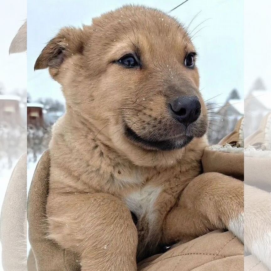 Собака улыбака в подарок на Новый год