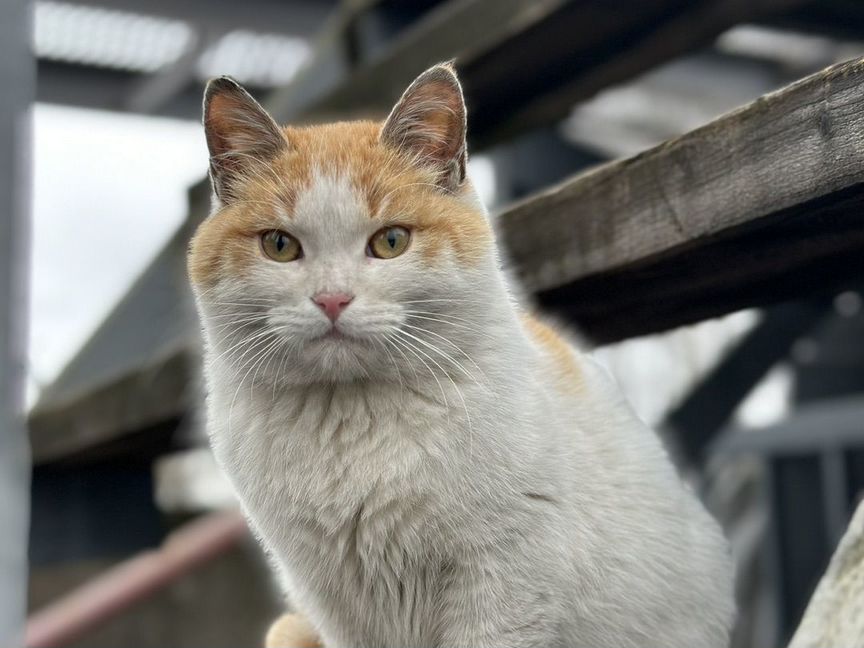 Котенок ласковый