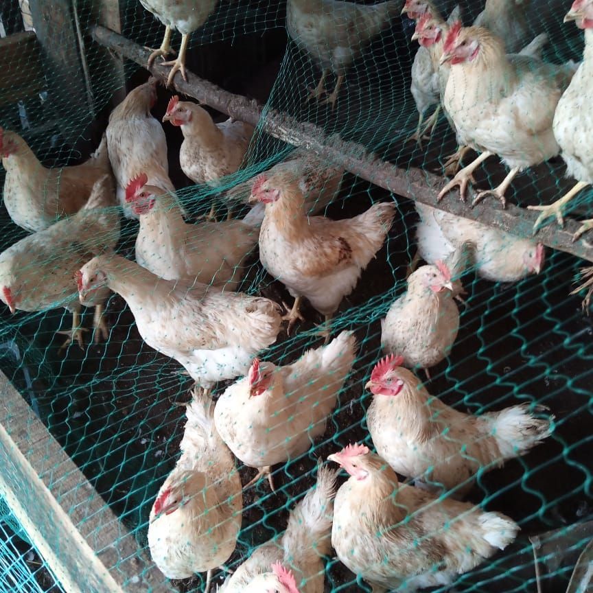 Молодые петушки