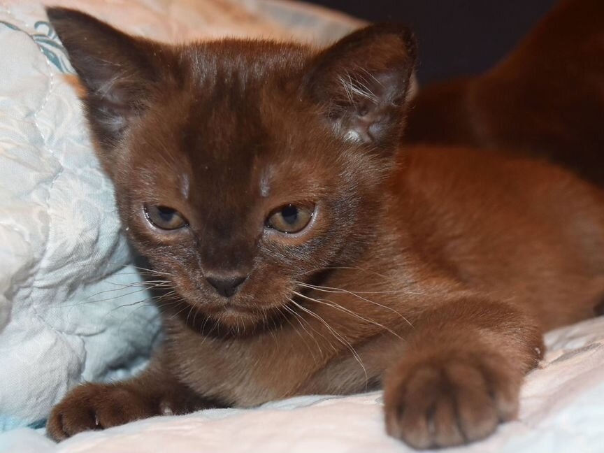 Бурмалейчики