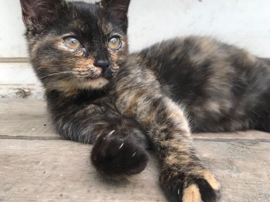 Маленькое чудо, трехцветная девочка ищет дом