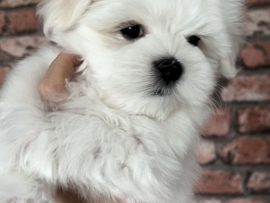Щенок мальтезе мальчик
