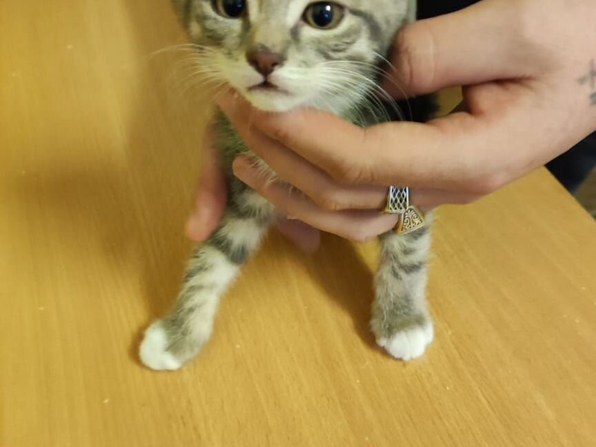 Кошки в добрые руки бесплатно