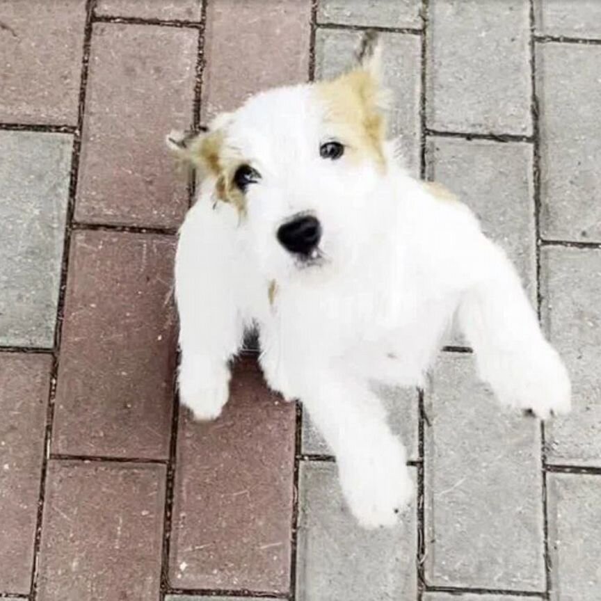 Джек рассел терьер 2ж, 1м